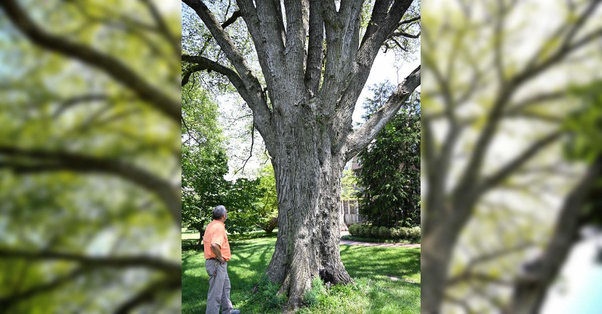 SU Tree Removal to Help Maintain Health of Campus Ecosystem - Wednesday June 28, 2023 ...